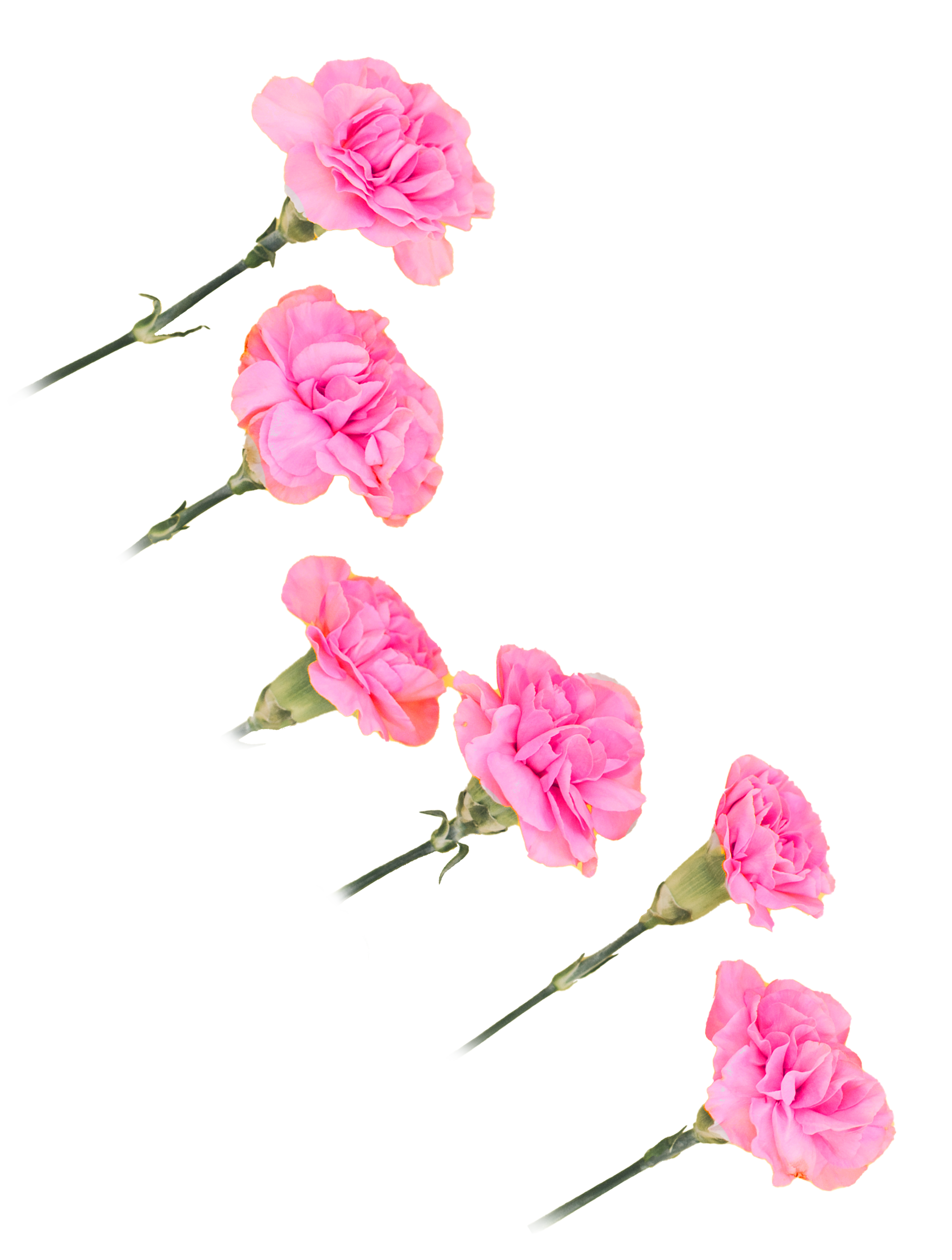 Greenline Flower | Fresh Cut Flowers & Agricultural Excellence